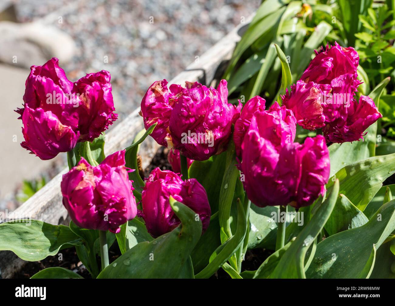'Blue Parrot' Parrot Tulip, Papegoya tulpan (Tulipa gesneriana Stock ...