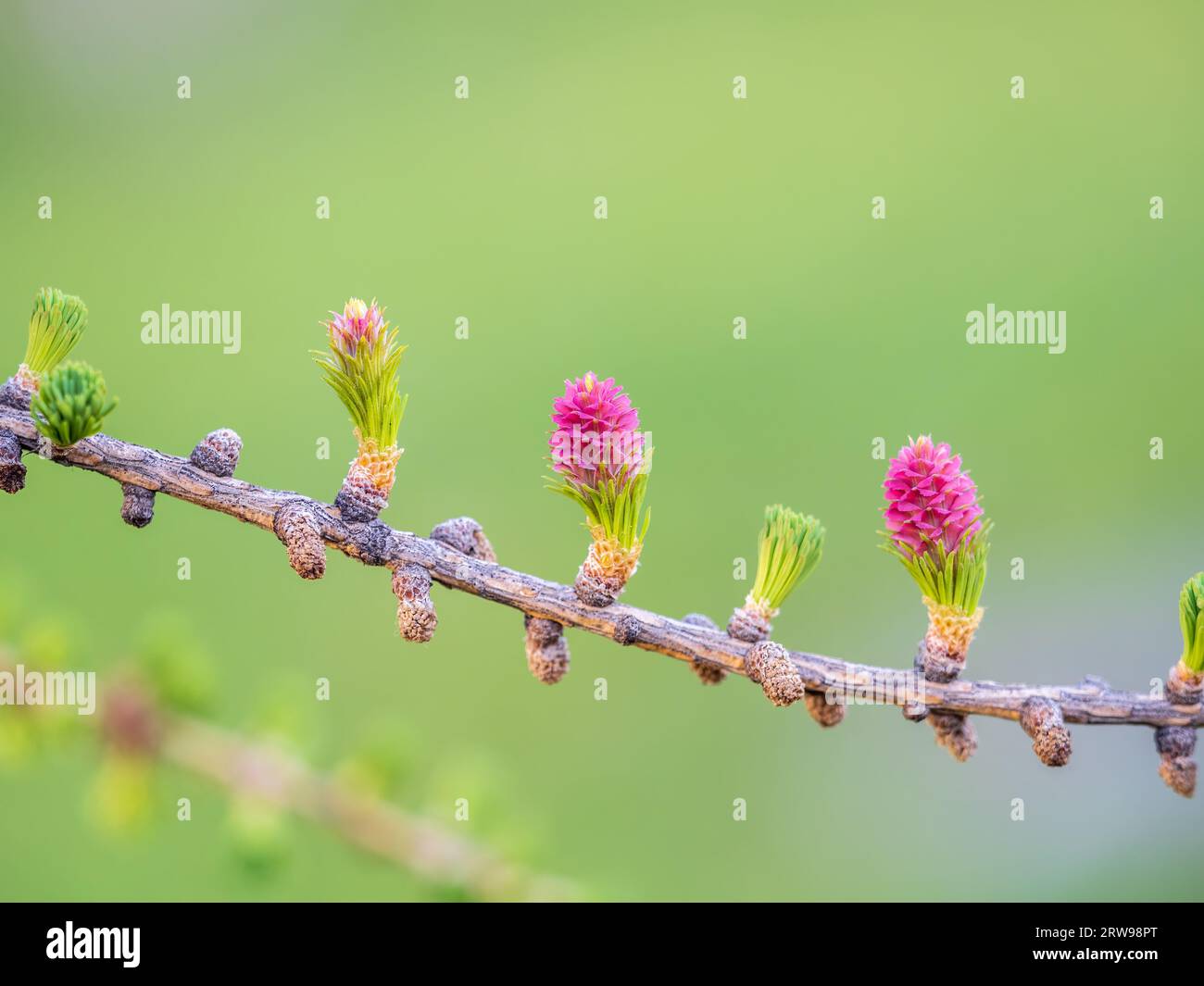 Larch tree fresh pink cones blossom at spring on nature background ...