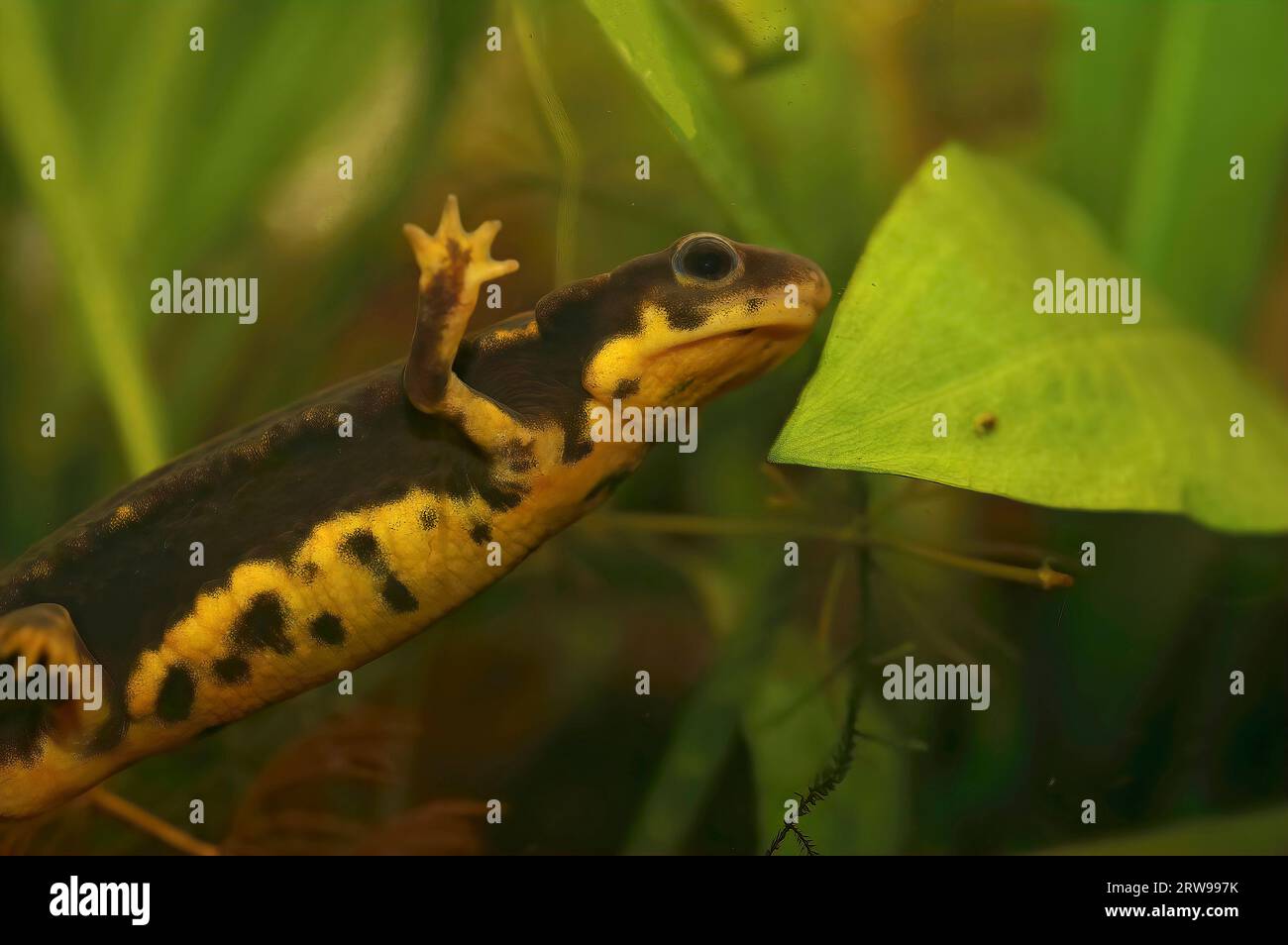 Closeup on an the endangered aquatic Japanese Riu-Kiu sword-tailed newt ...
