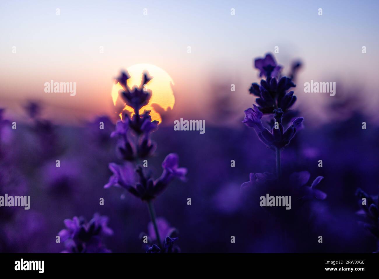 Lavender flower field closeup on sunset, fresh purple aromatic flowers ...