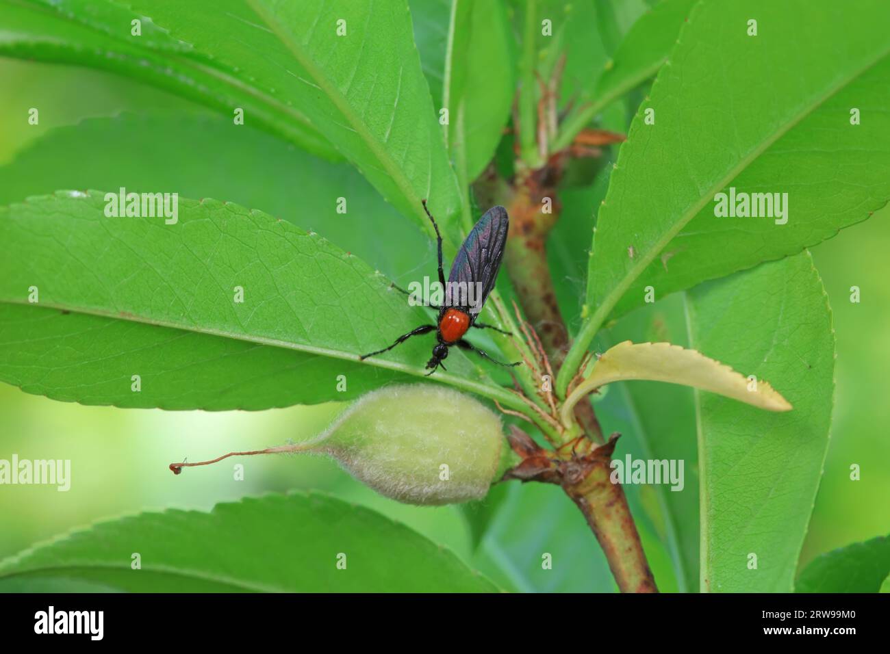 Plants beneficial for wildlife hi-res stock photography and images - Alamy