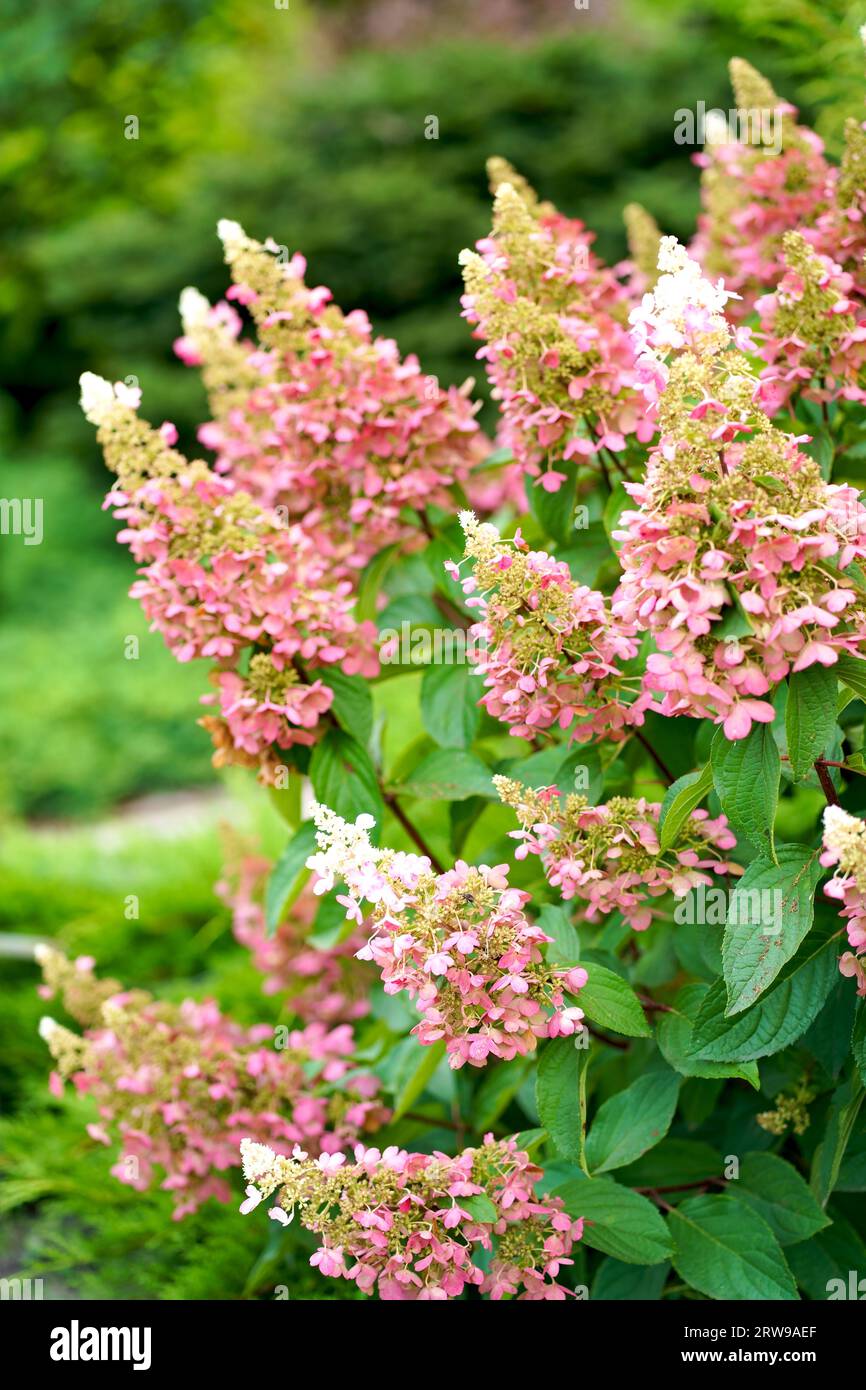 Bright pink hydrangea inflorescences on the bush. The flowering of a ...