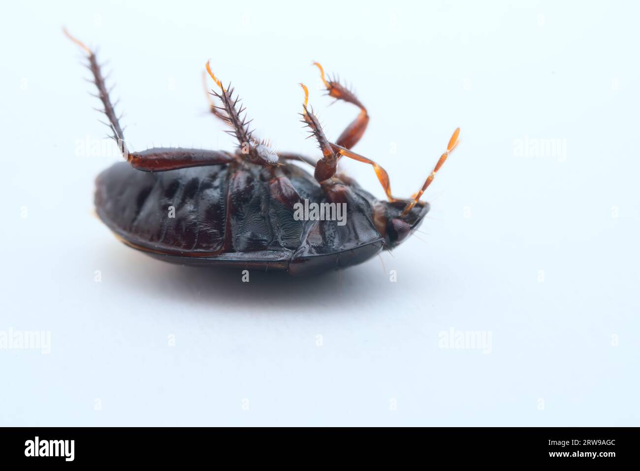Hemiptera bugs in the wild, North China Stock Photo - Alamy