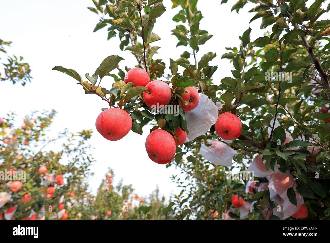Fuji apples on tree hi-res stock photography and images - Alamy