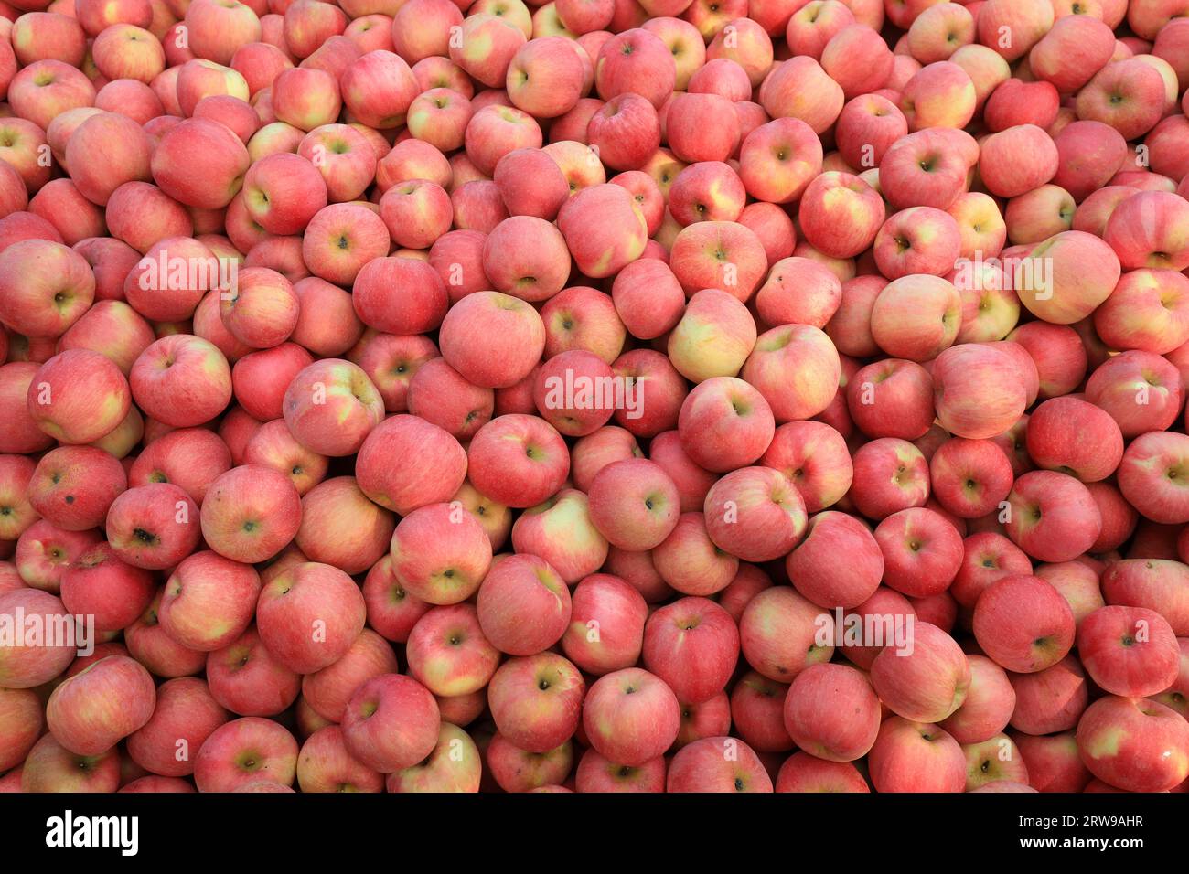 Piles of apples are in an orchard, North China Stock Photo - Alamy