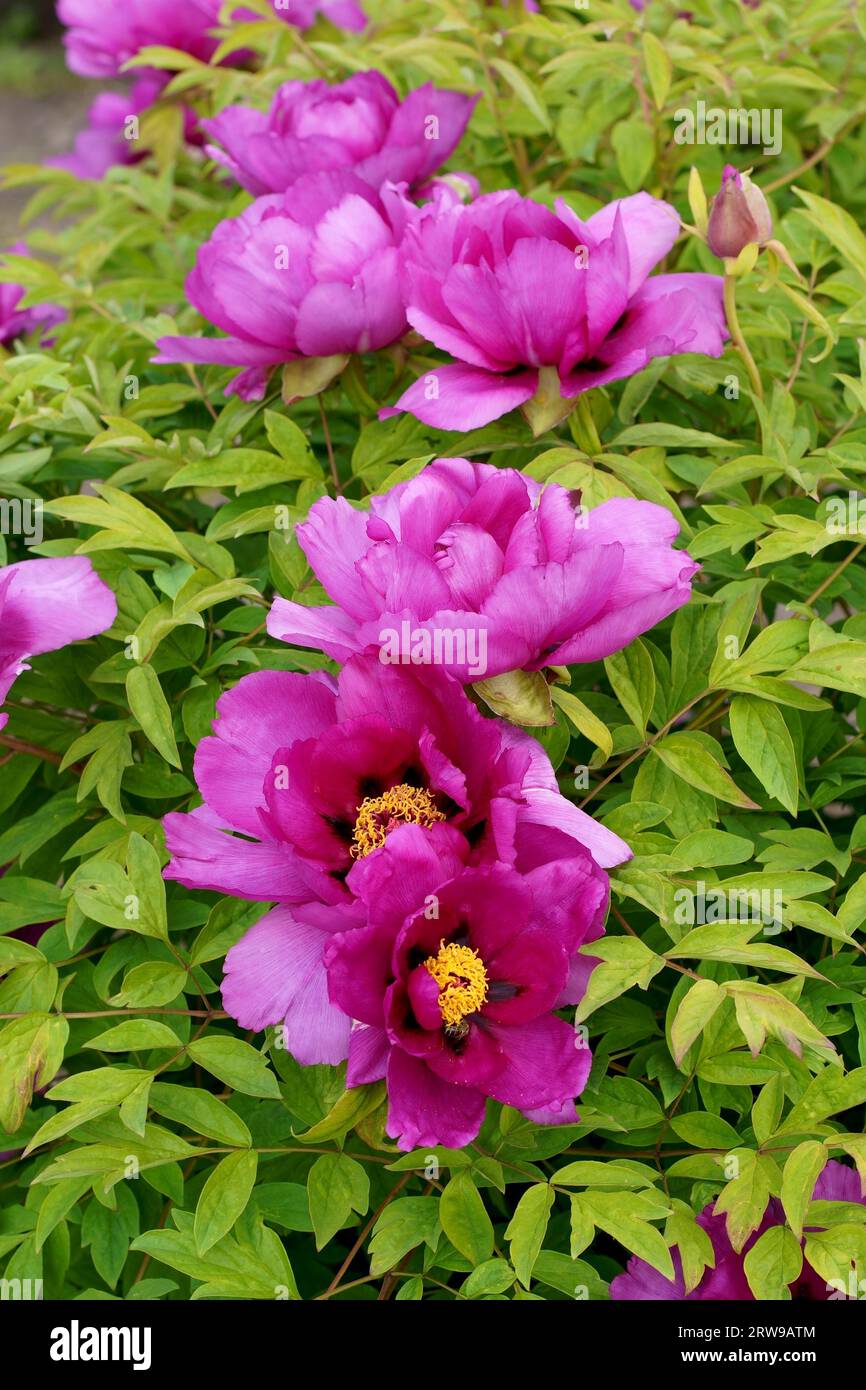 Burgundy large tree peony. Pink Flower of Tree Peony Blooming in the ...
