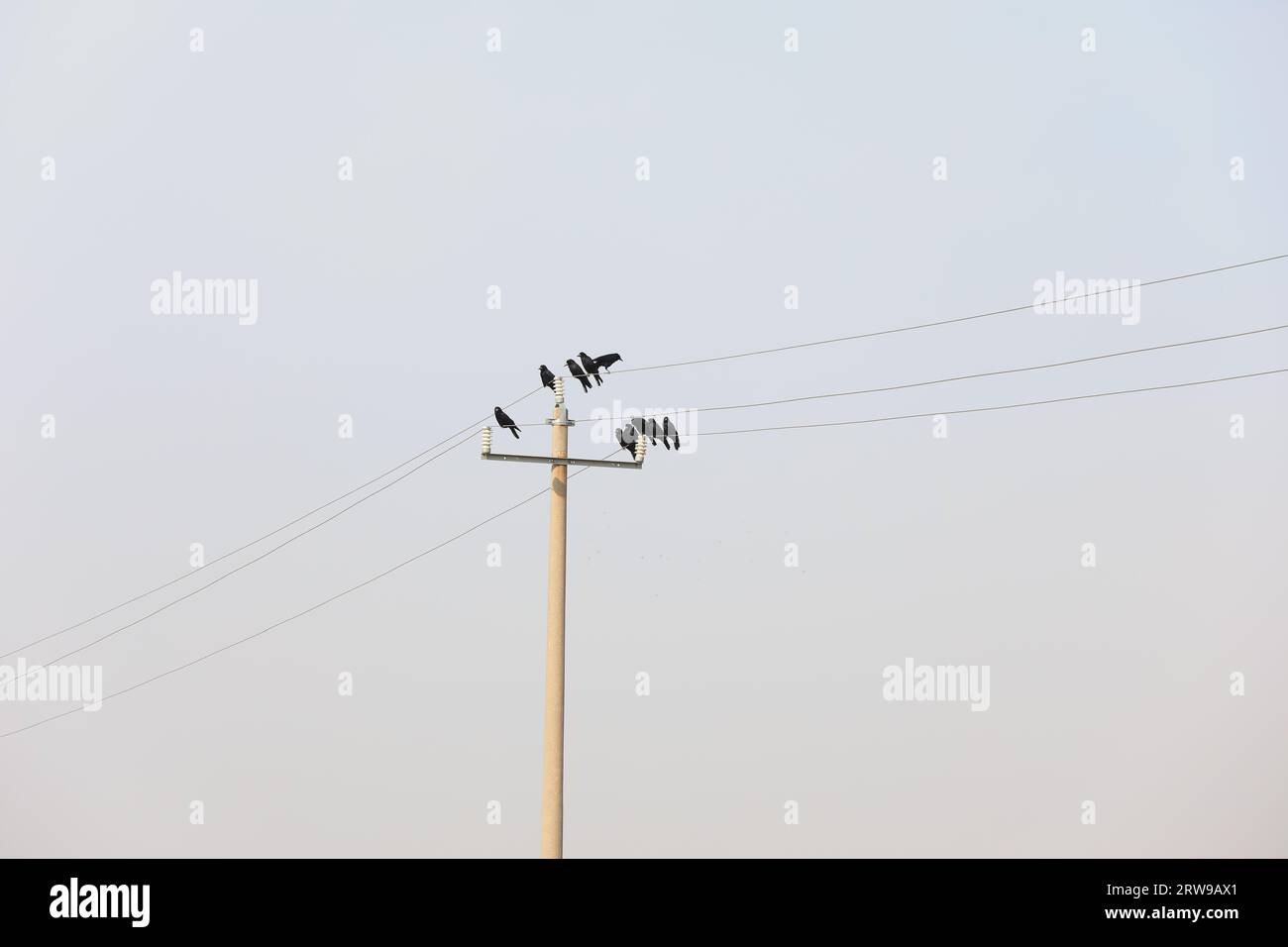 Crows rest on power hi-res stock photography and images - Alamy