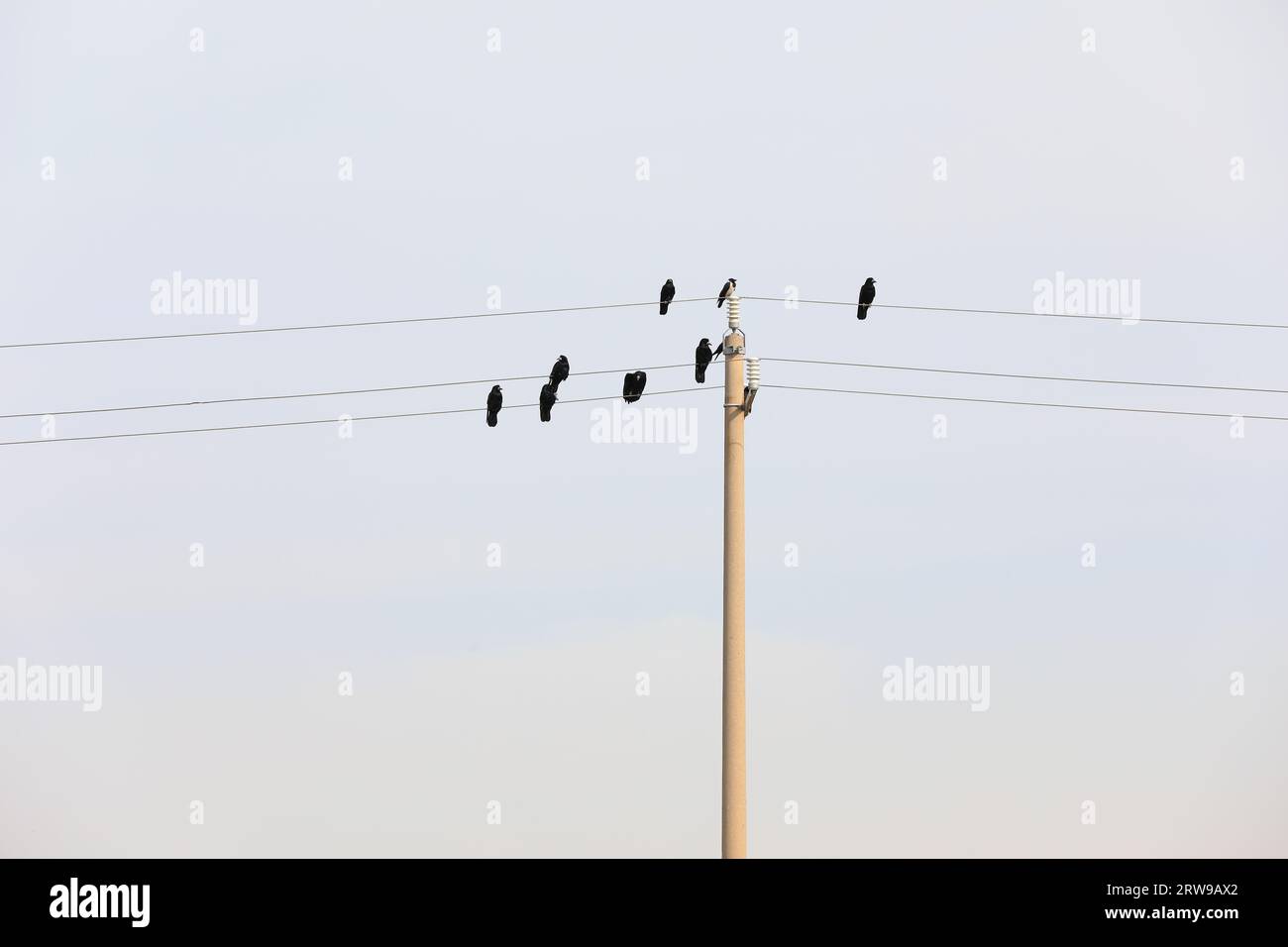 Crows rest on power hi-res stock photography and images - Alamy