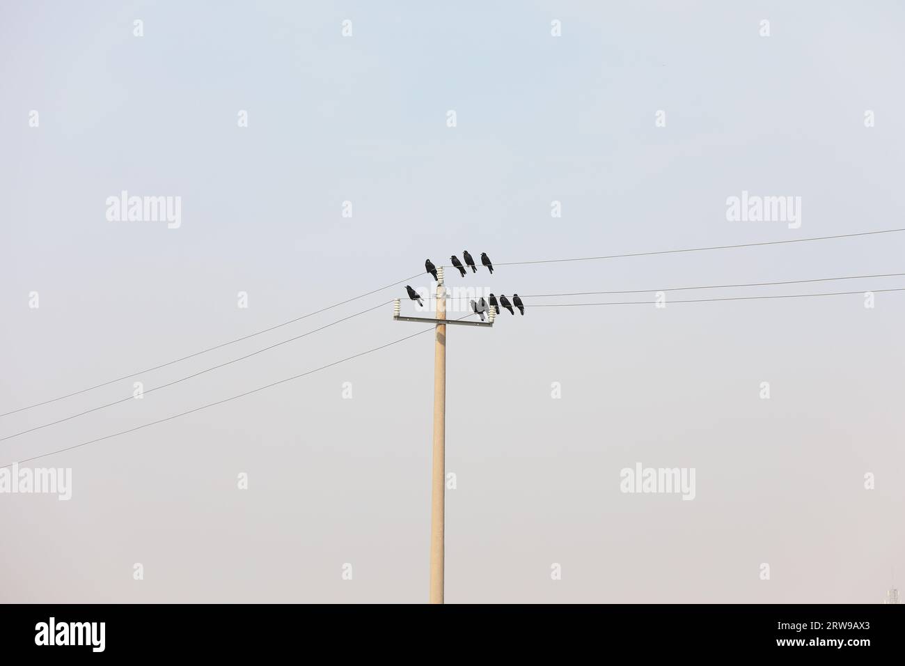 Crows and power hi-res stock photography and images - Alamy