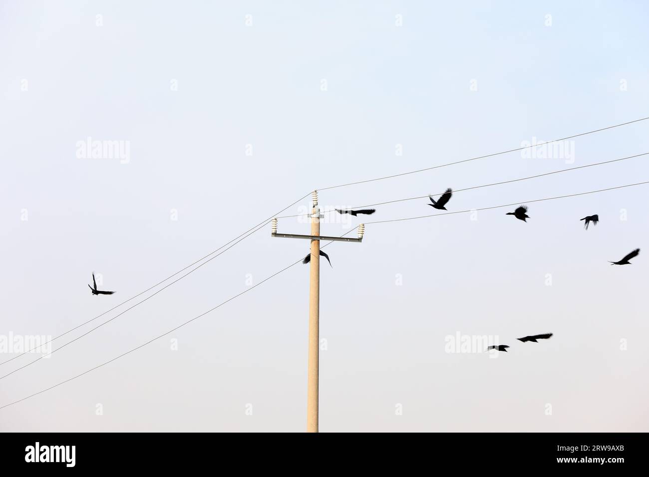 Crows rest on power hi-res stock photography and images - Alamy