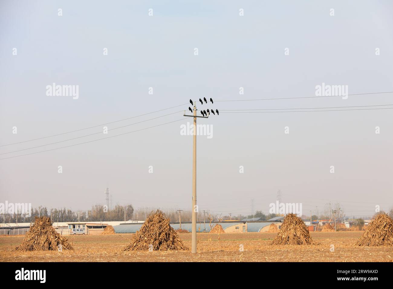 Crows and power hi-res stock photography and images - Alamy