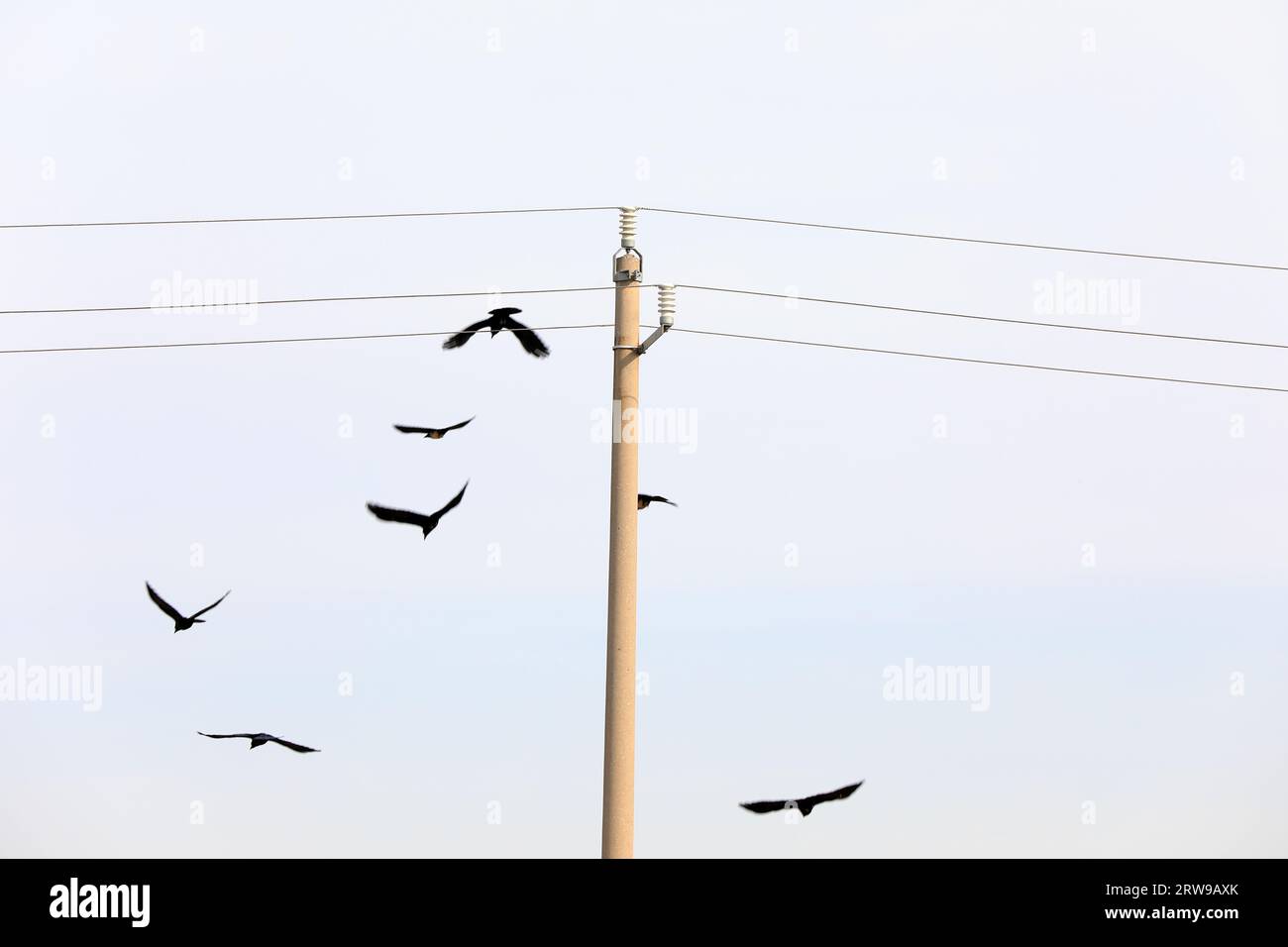 Crows rest on power hi-res stock photography and images - Alamy