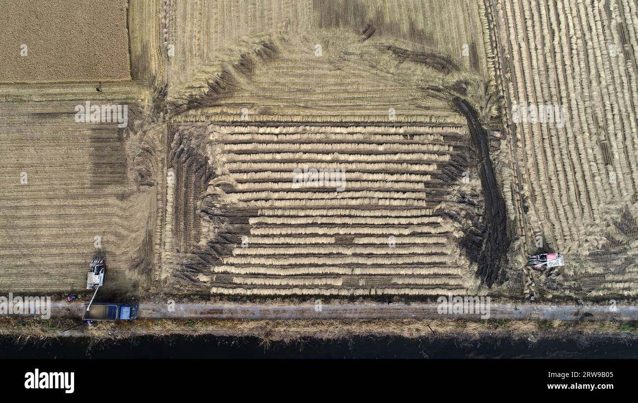 Autumn rice field scenery, aerial photos, North China Stock Photo - Alamy