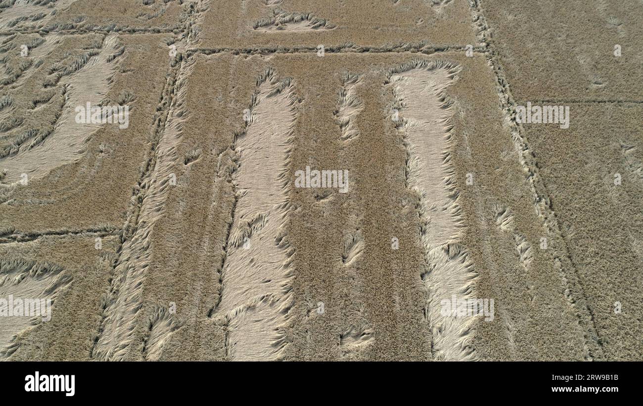Rice field toppled by wind disaster, aerial photo of rice field texture ...