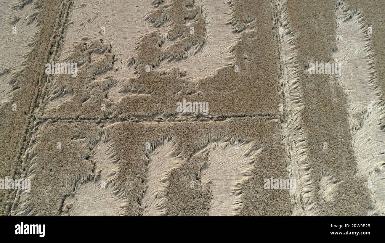 Rice field toppled by wind disaster, aerial photo of rice field texture ...