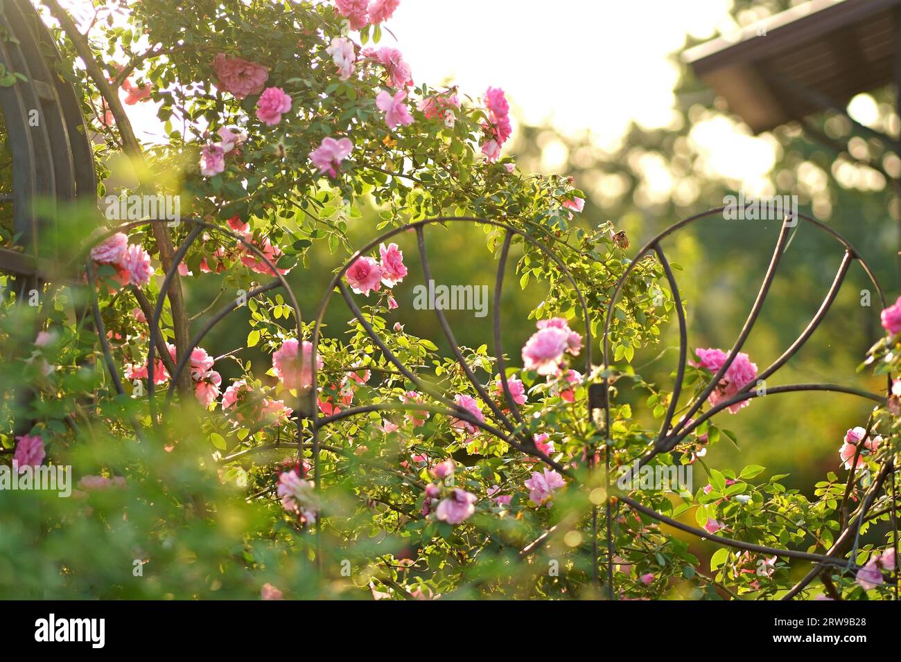 Climbing rose flowers over vintage open gate. Beautiful summer roses ...
