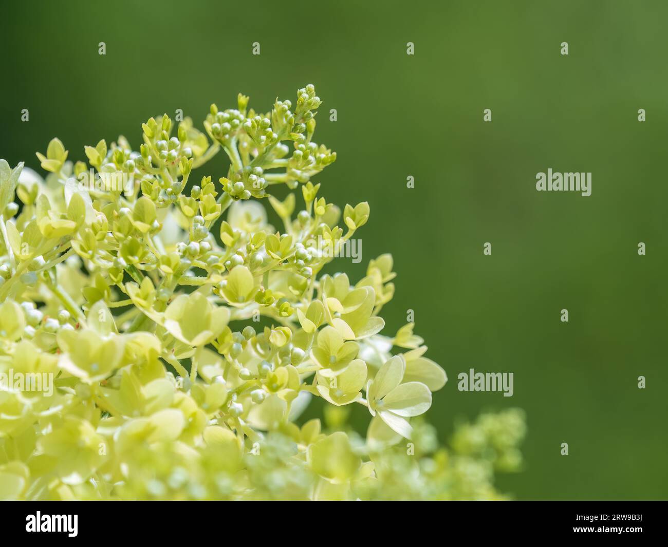 Lush white and yellow hydrangea flowers in summer. White and yellow ...
