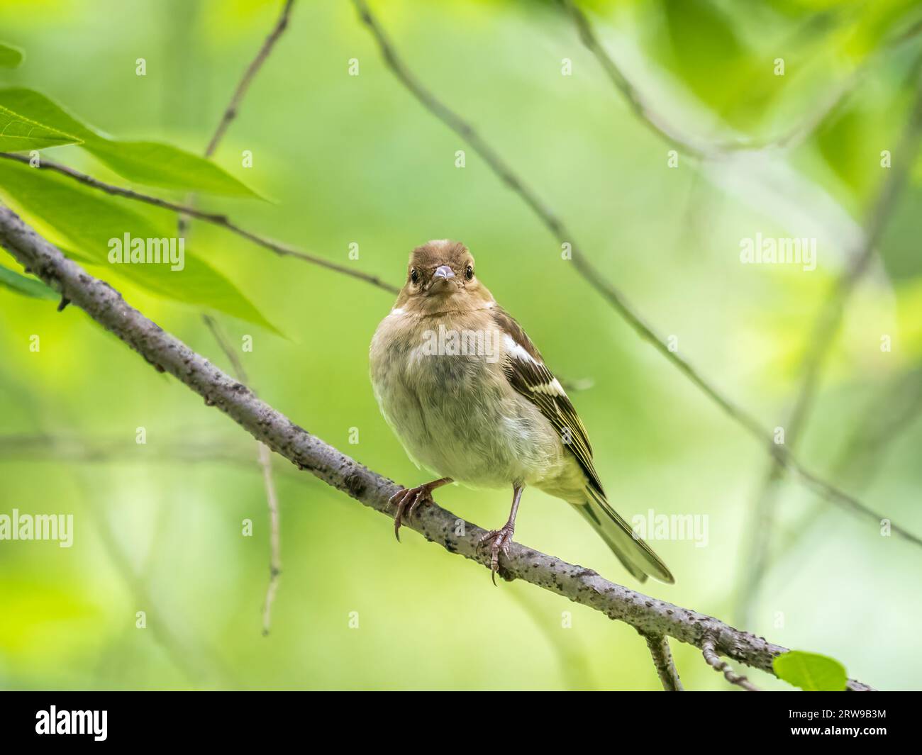 Common chaffinch female, Fringilla coelebs. Common chaffinch in ...