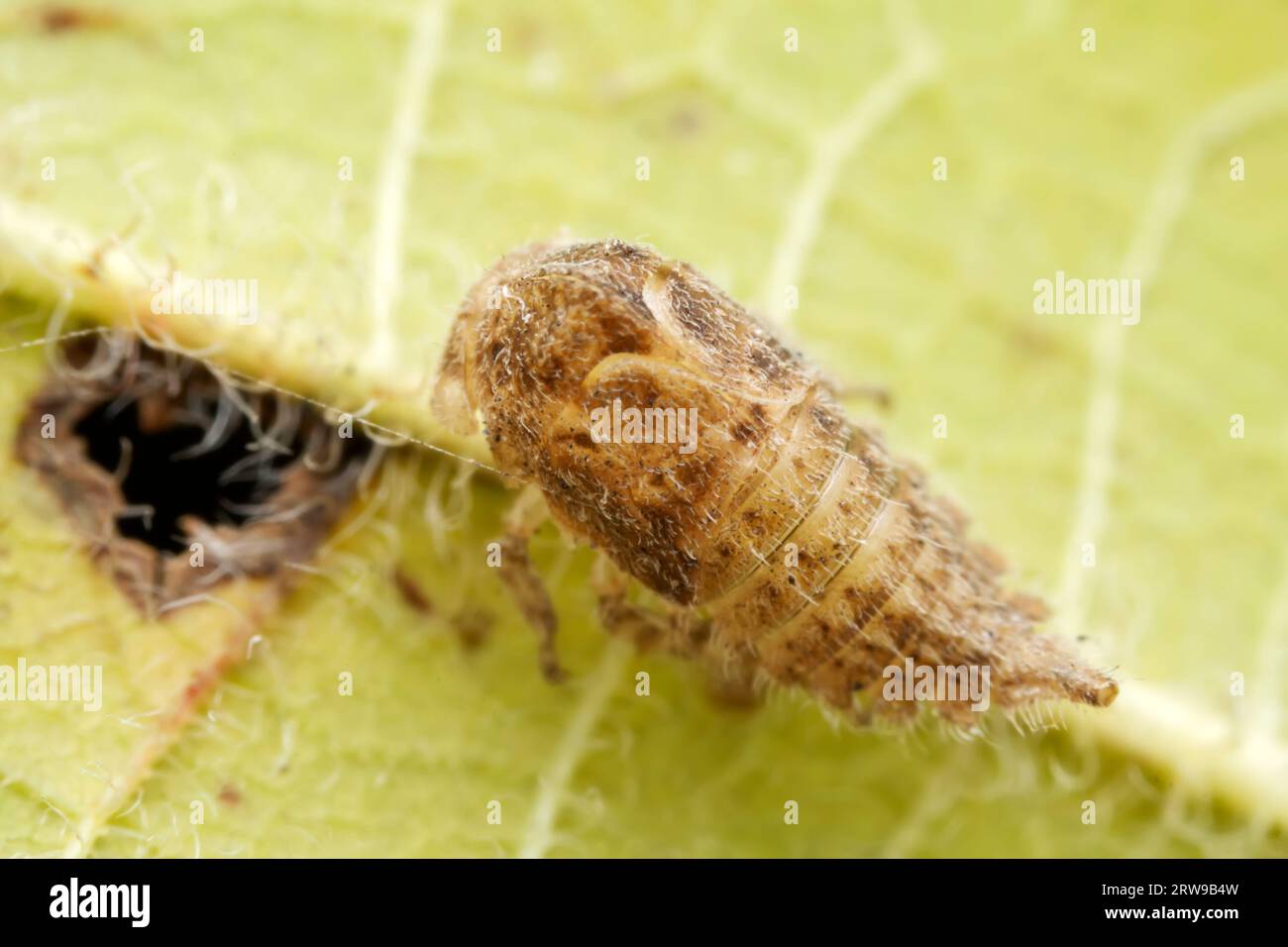 Leaf cicada on wild plants, North China Stock Photo - Alamy