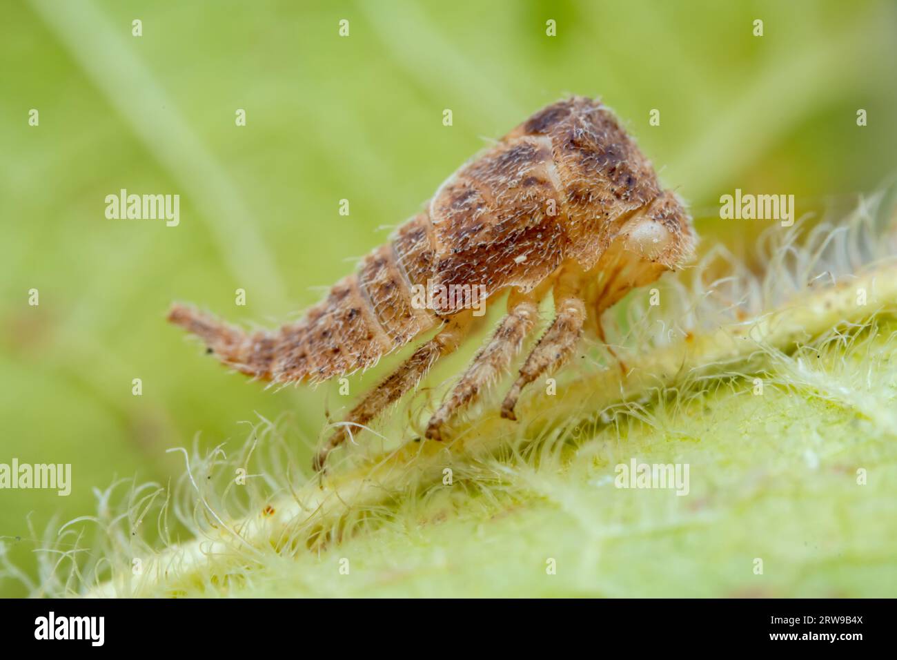 Leaf cicada on wild plants, North China Stock Photo - Alamy