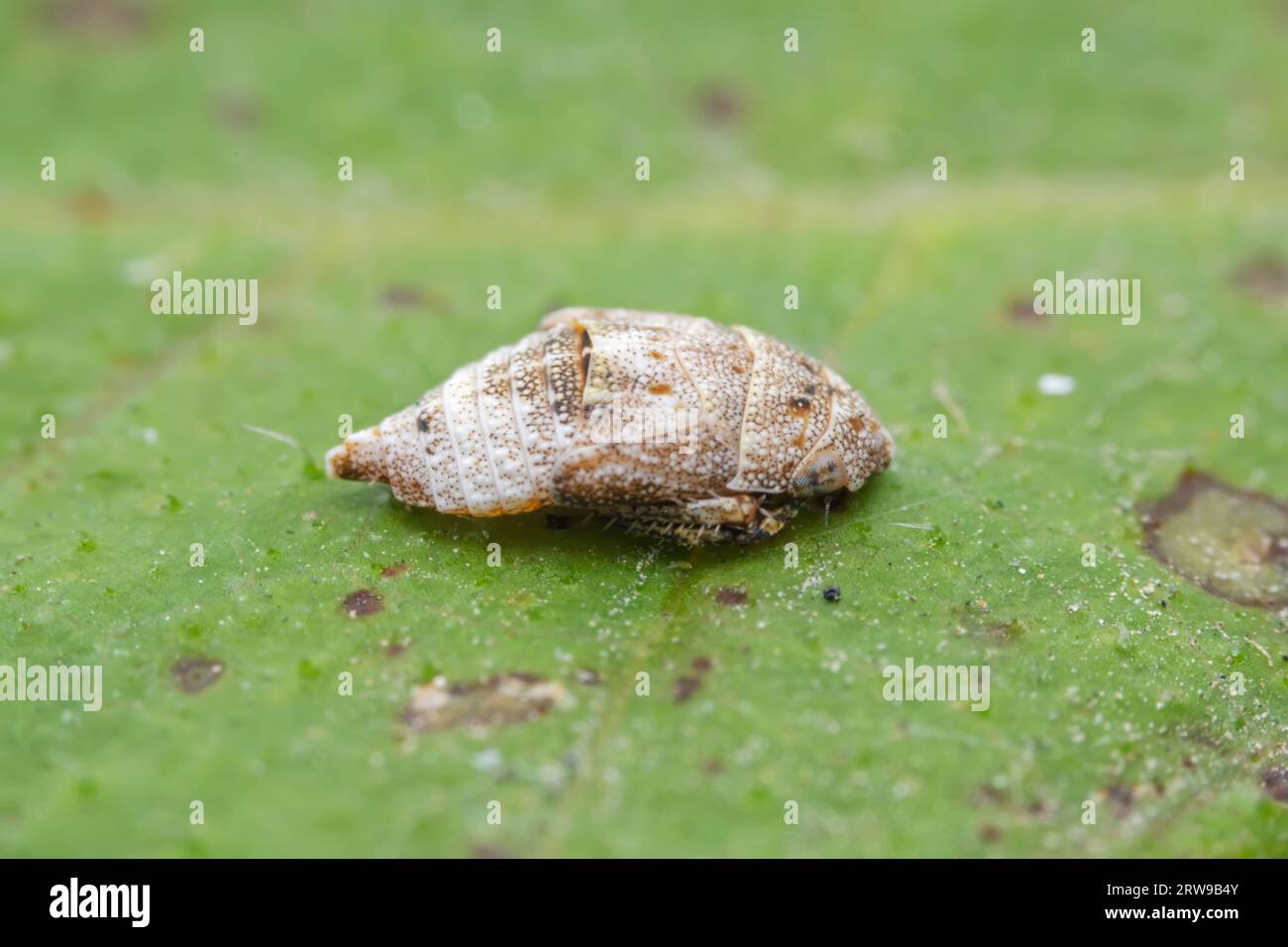 Leaf cicada on wild plants, North China Stock Photo - Alamy