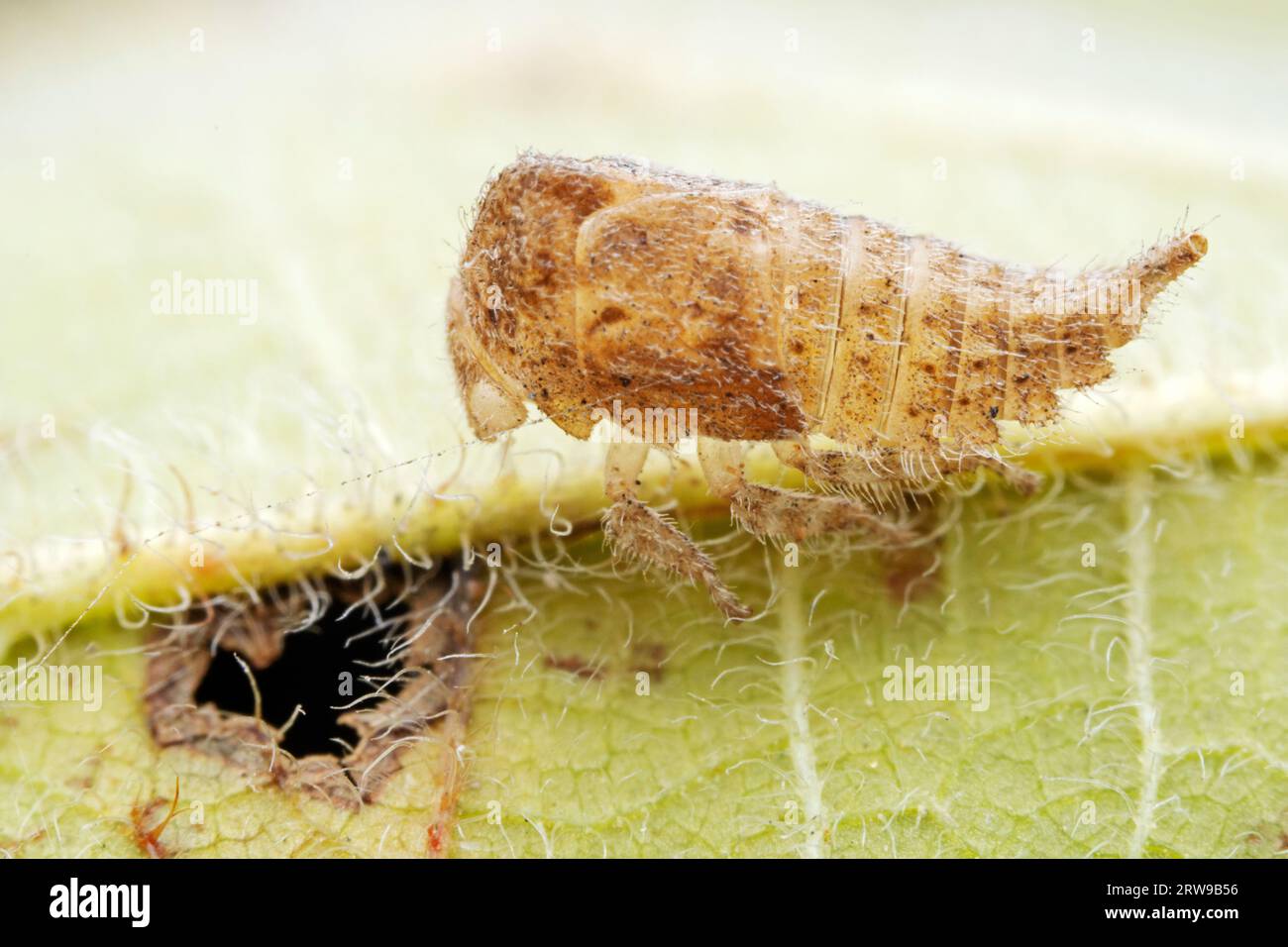Leaf cicada on wild plants, North China Stock Photo - Alamy