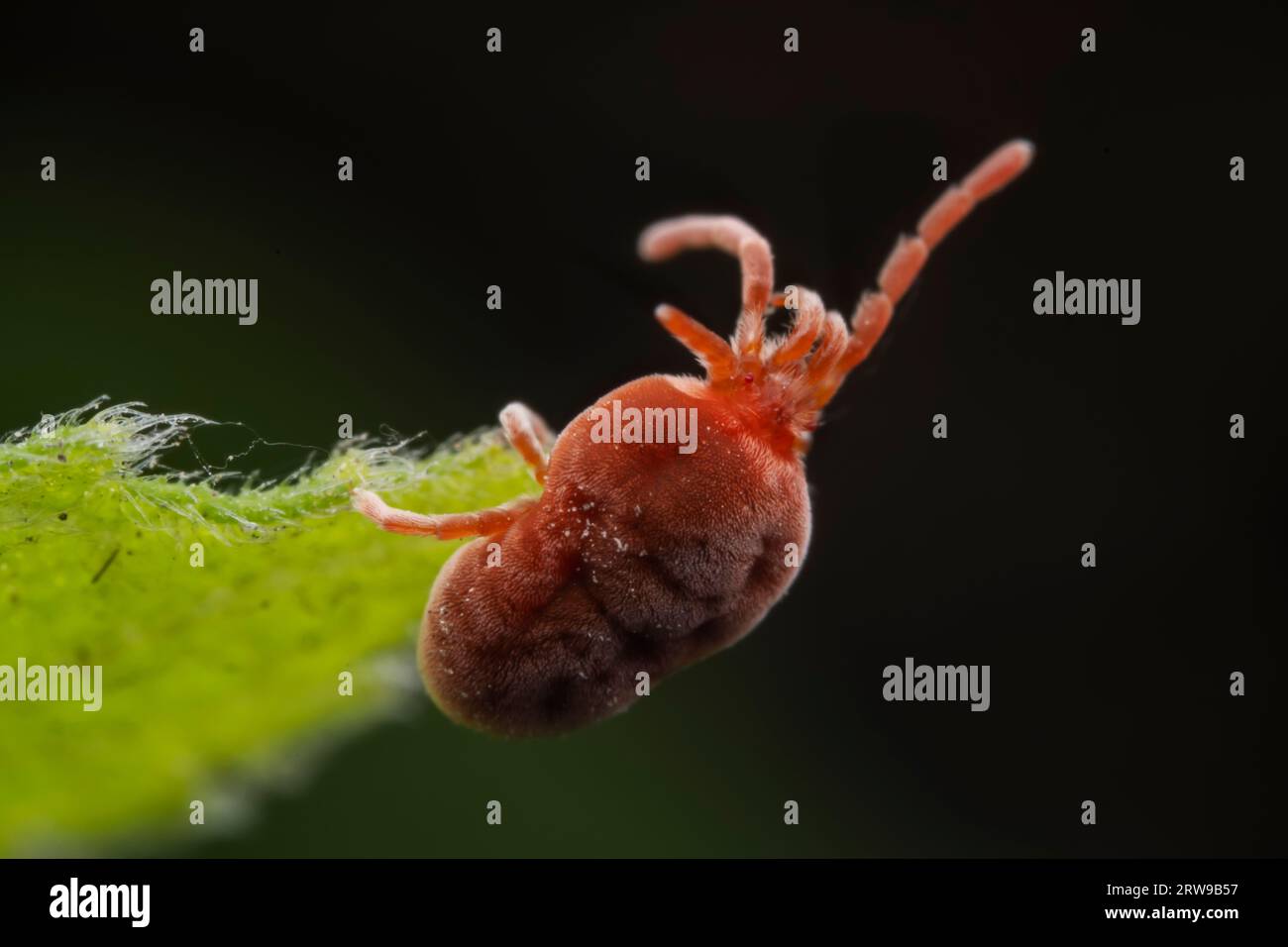 Red mites on wild plants, North China Stock Photo - Alamy