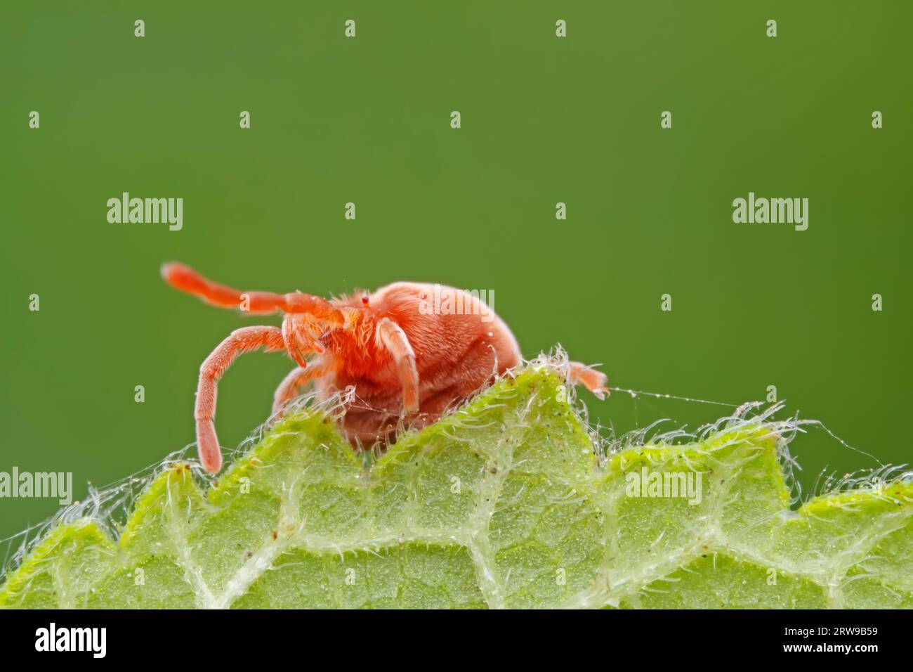 Red mites hi-res stock photography and images - Alamy