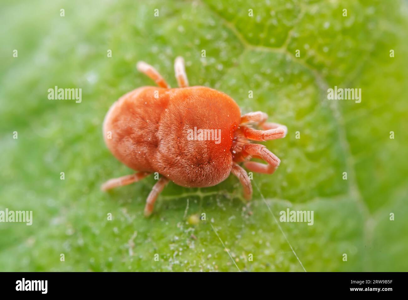 Red mites on wild plants, North China Stock Photo - Alamy