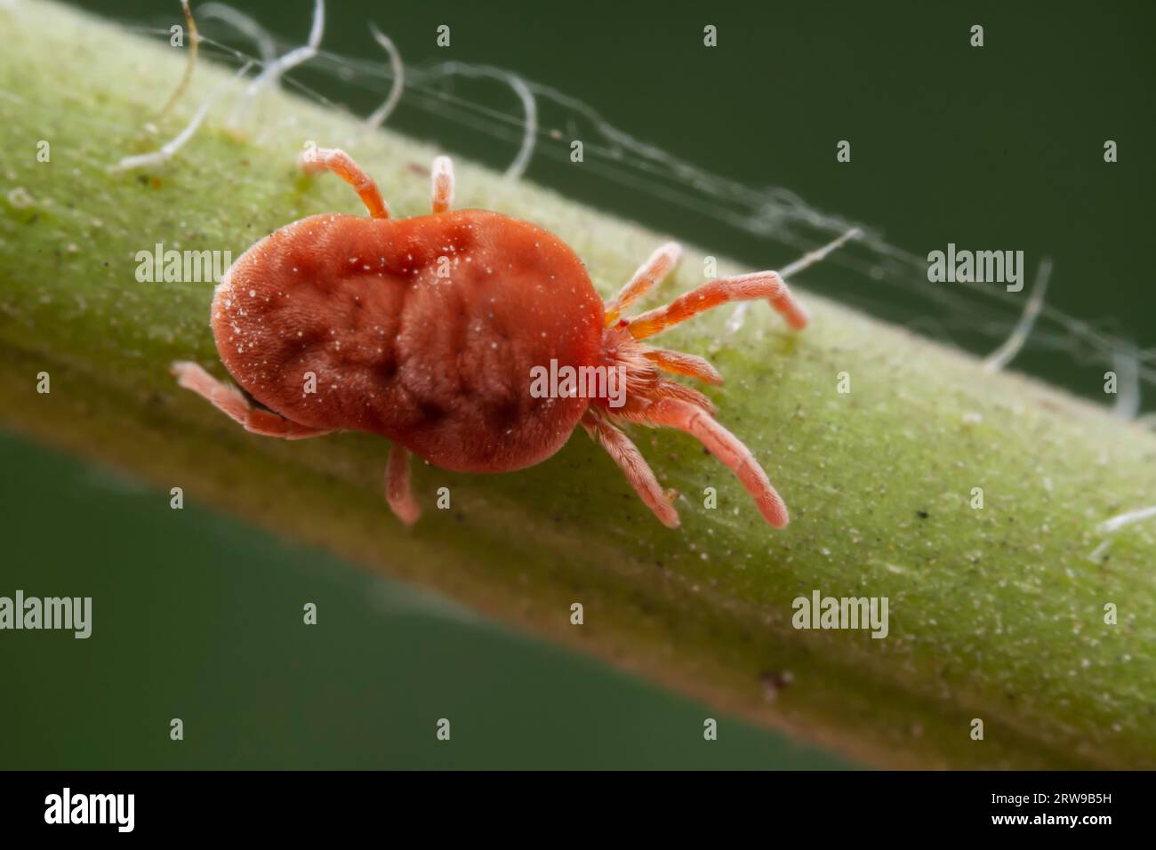 Red mites on wild plants, North China Stock Photo - Alamy