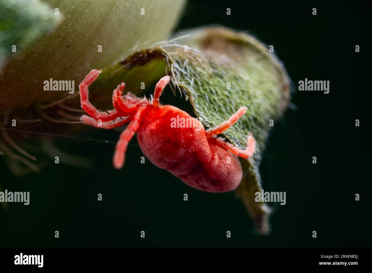 Red mites on wild plants, North China Stock Photo - Alamy