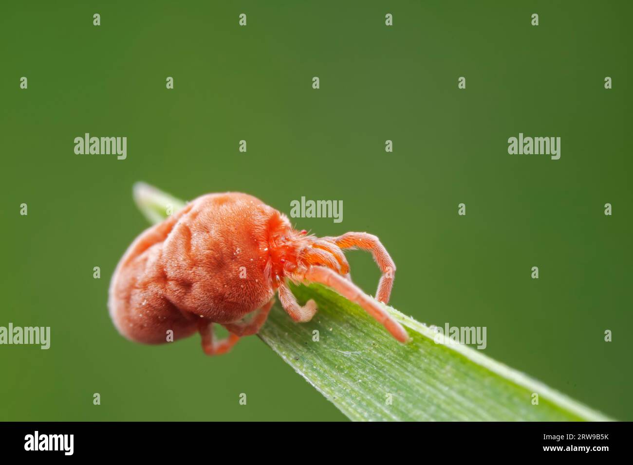Red mites on wild plants, North China Stock Photo - Alamy
