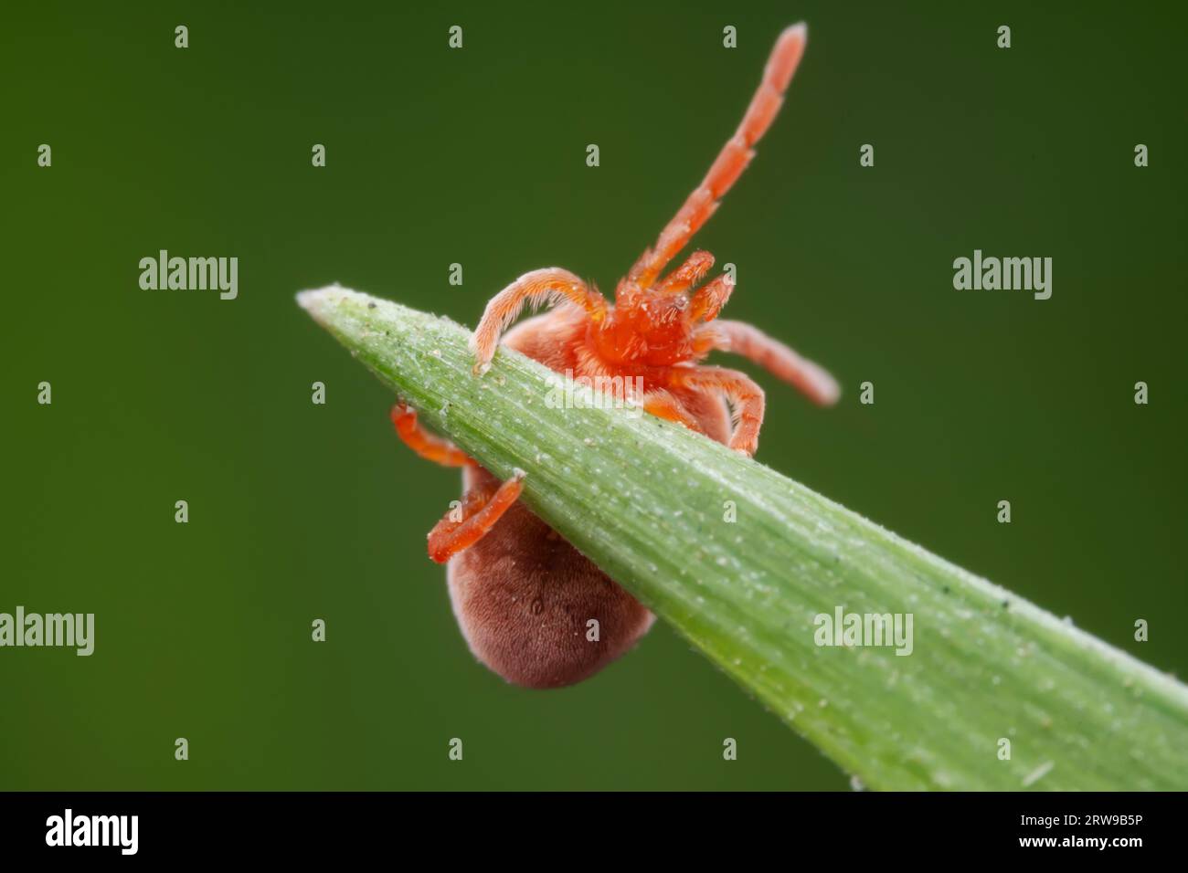 Red mites on wild plants, North China Stock Photo - Alamy