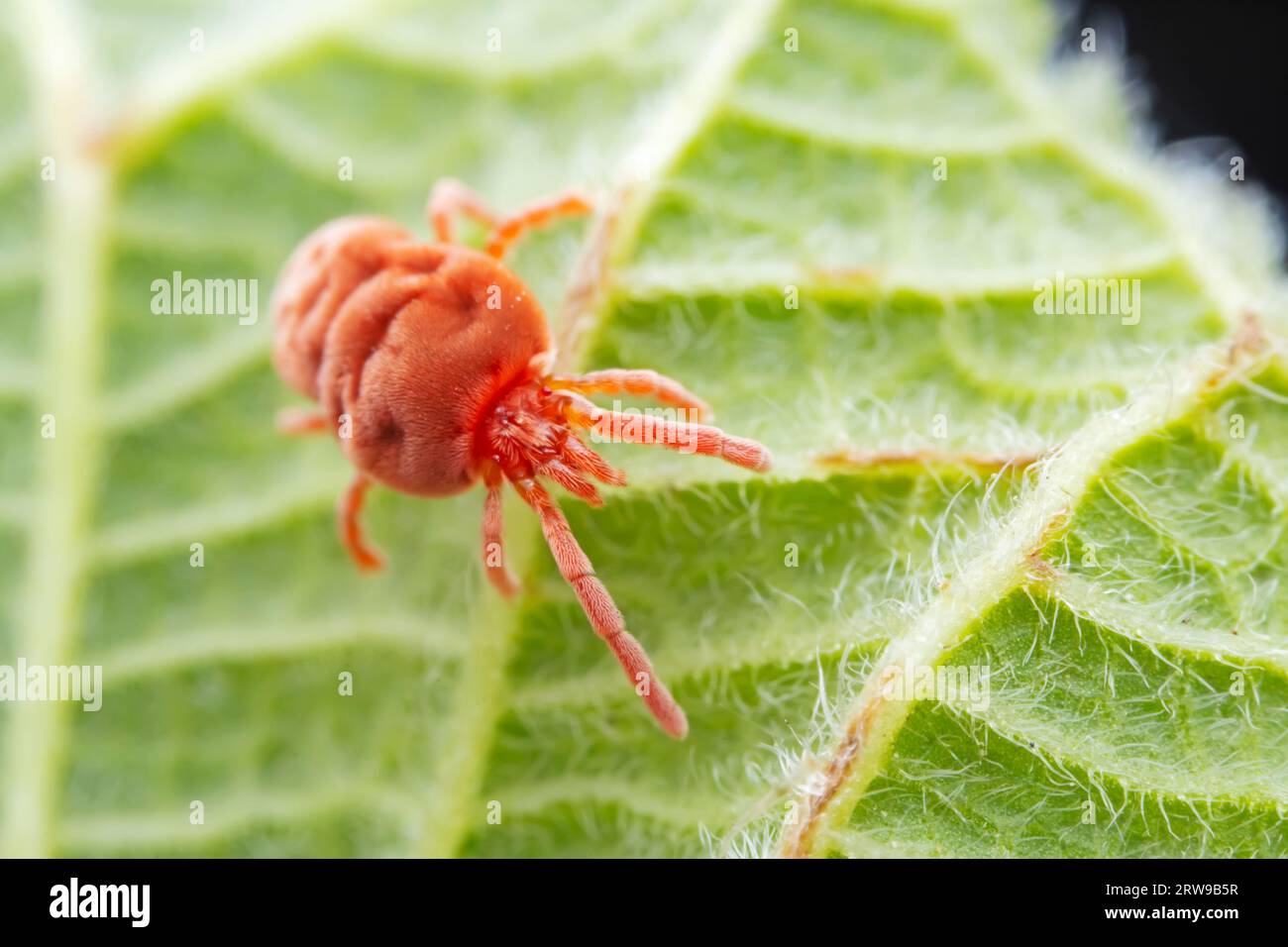 Red mites hi-res stock photography and images - Alamy
