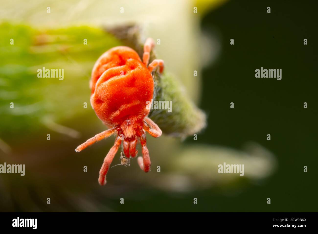Red mites hi-res stock photography and images - Alamy