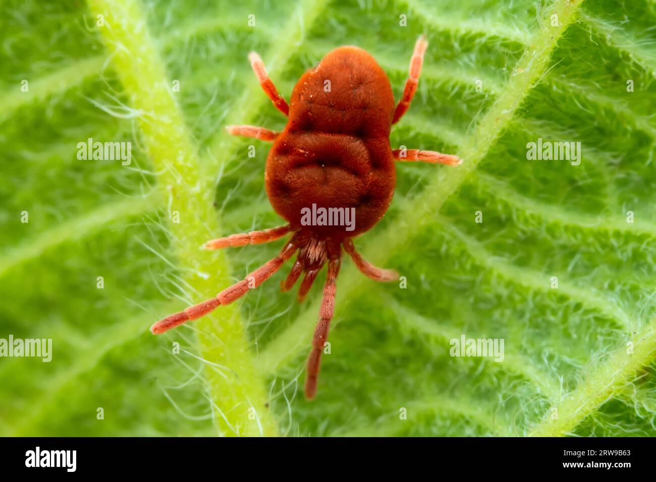 Red mites on wild plants, North China Stock Photo - Alamy