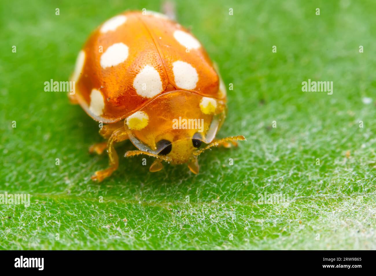 Ladybugs on wild plants, North China Stock Photo - Alamy