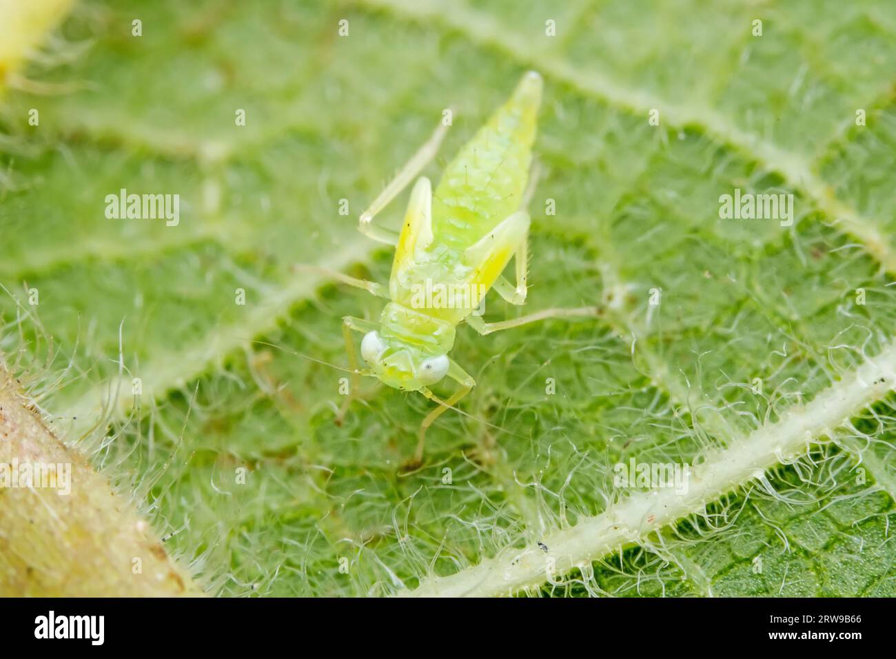 Leaf cicada on wild plants, North China Stock Photo - Alamy