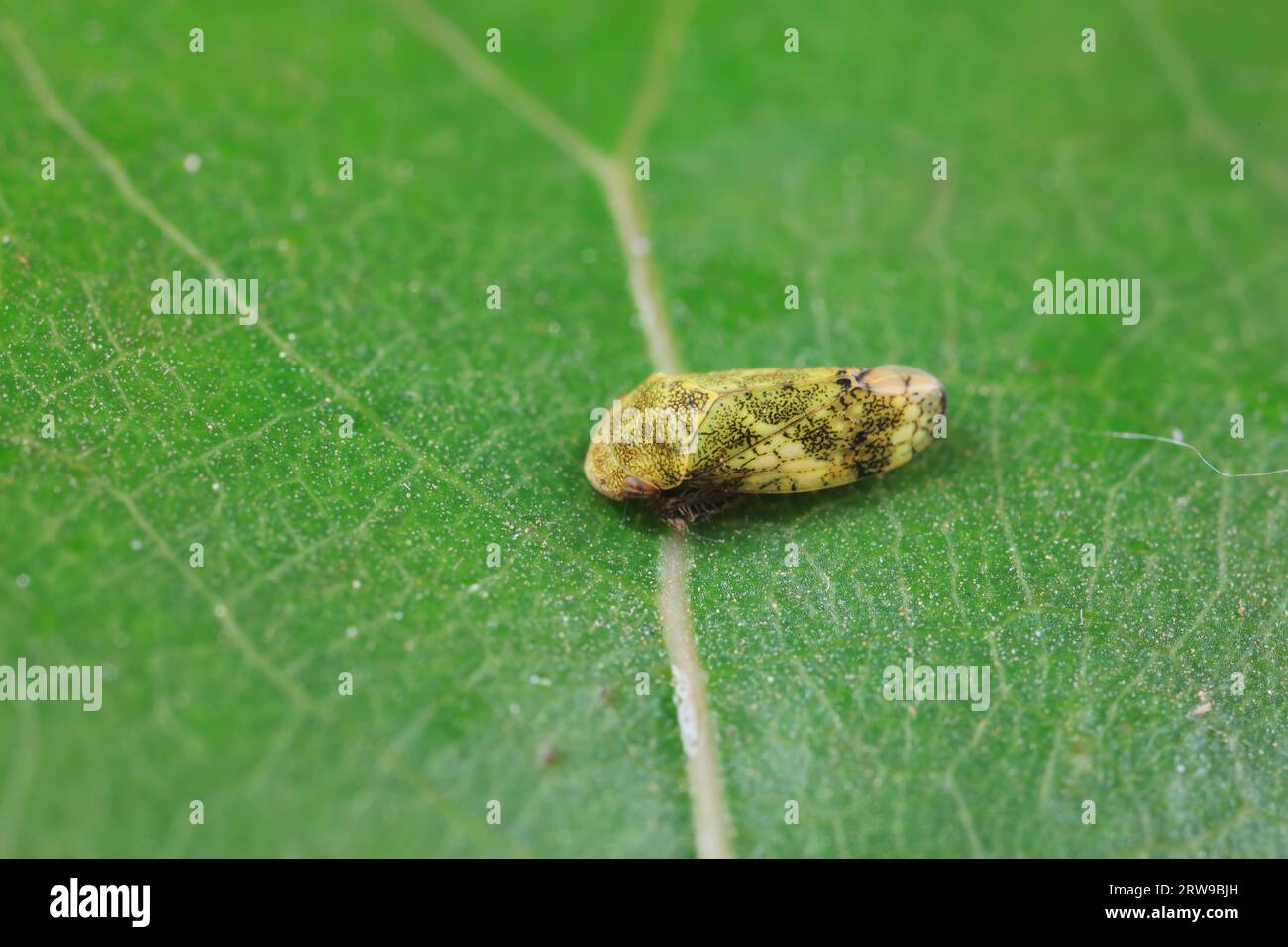Leaf cicada on wild plants, North China Stock Photo - Alamy