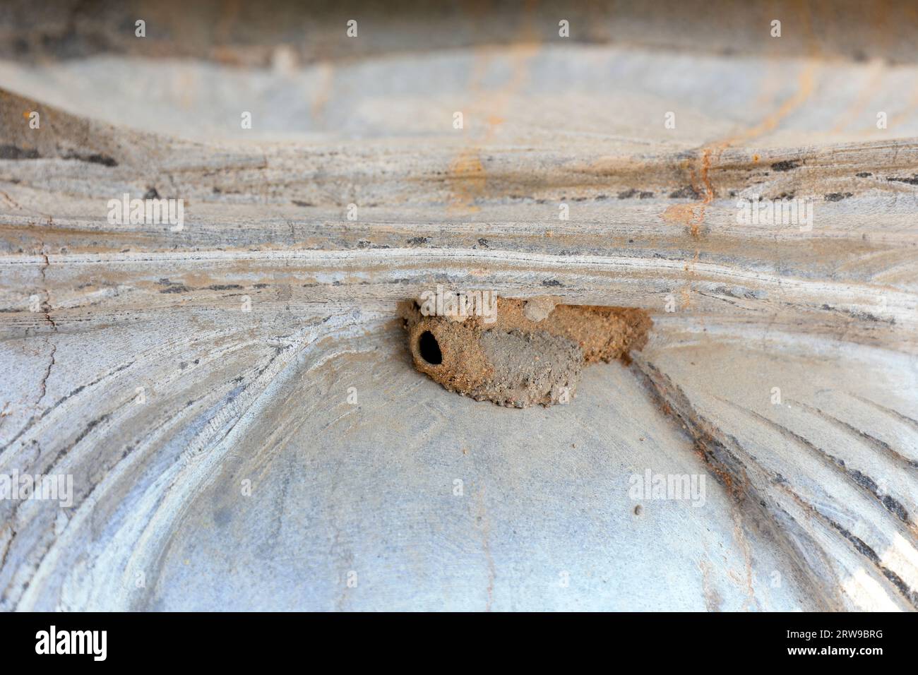 Mud bee nest on stone tools, North China Stock Photo - Alamy
