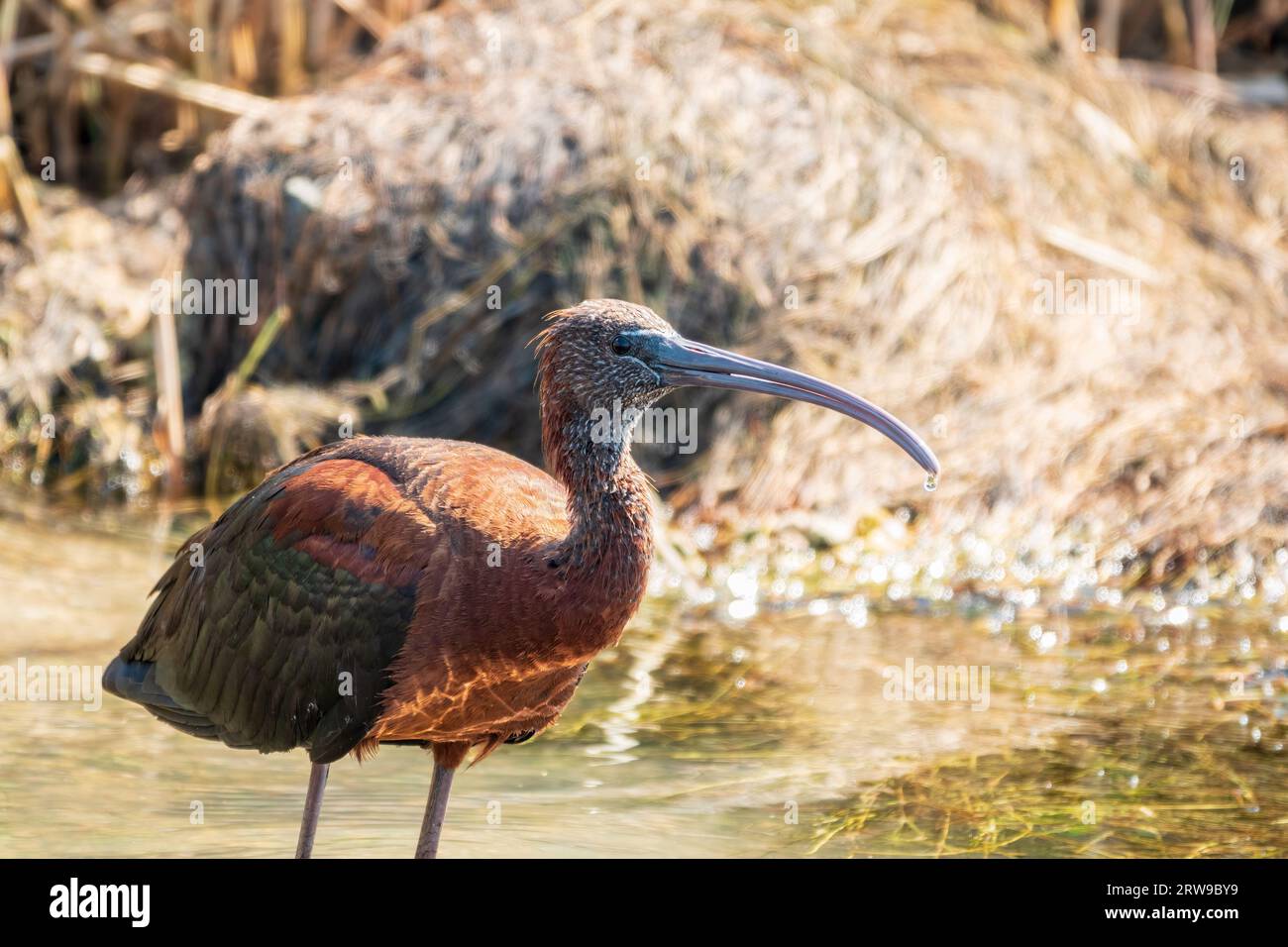 The glossy ibis, latin name Plegadis falcinellus, searching for food in ...