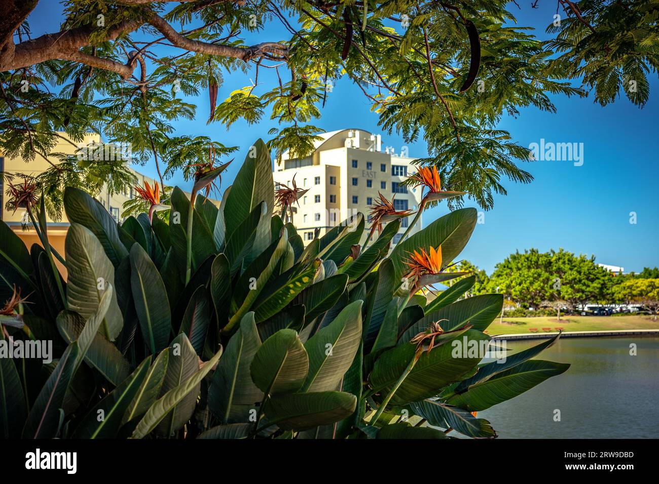 Gold Coast, QLD, Australia - Bird of paradise flower with blurred out ...