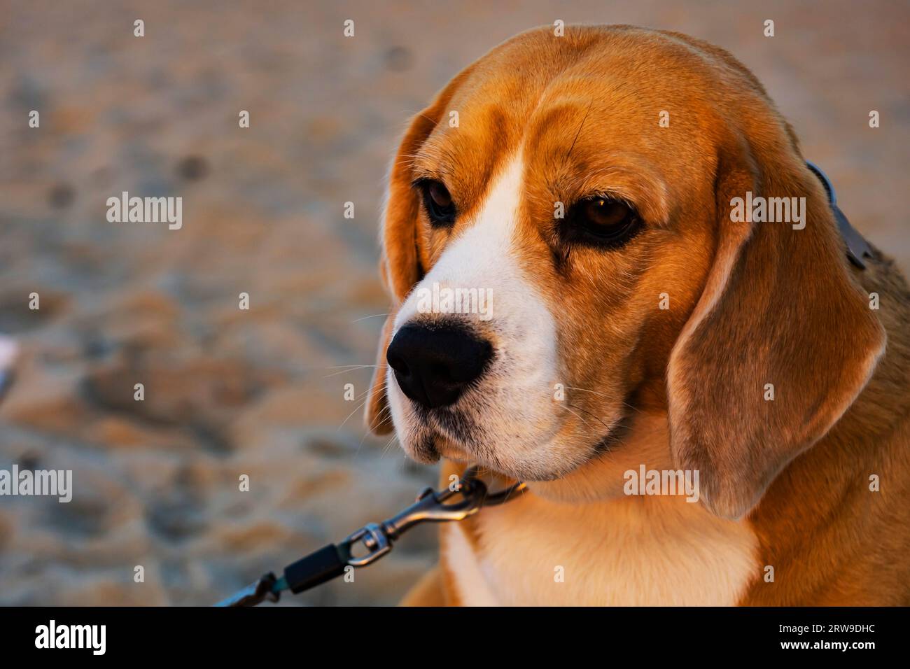 A Beagle dog looks thoughtfully into the distance Stock Photo - Alamy