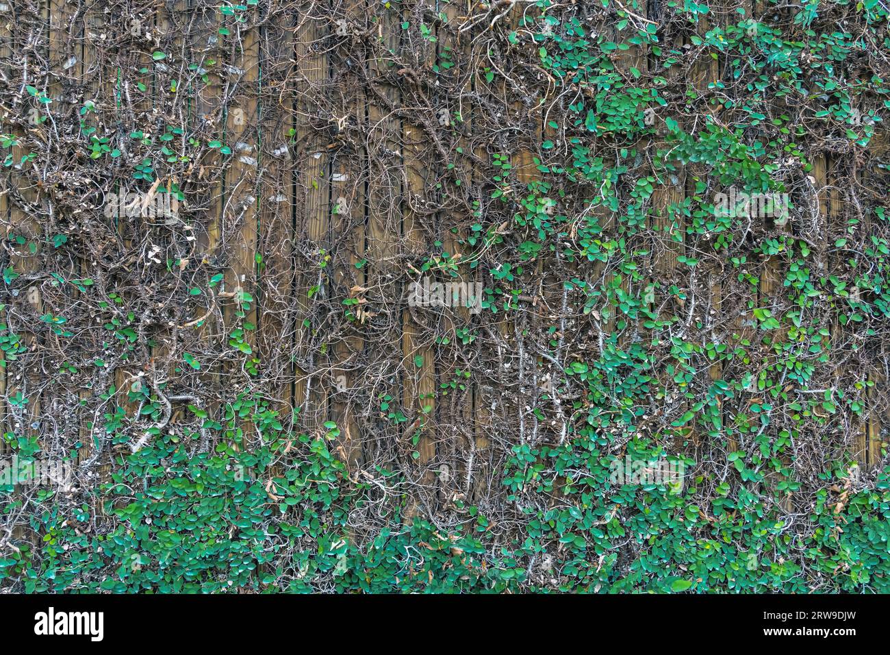 Climbing fig or Creeping fig (Ficus Pumila) the ivy plants are creeping up on concrete wall in ...