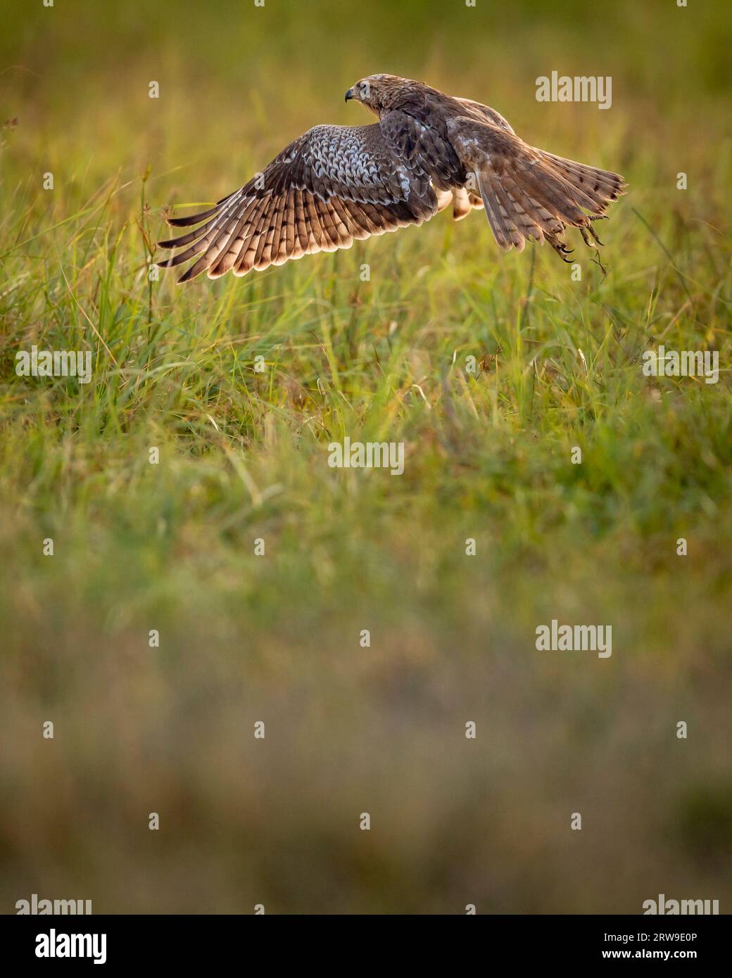 White eyed buzzard or Butastur teesa closeup flying in air with full ...
