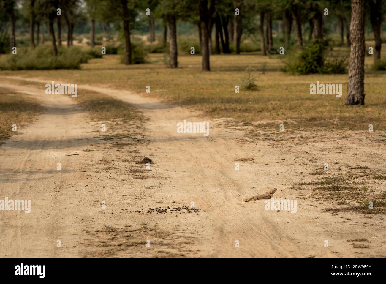 Spiny tailed lizard or Uromastyx coming out from burrow on a safari ...