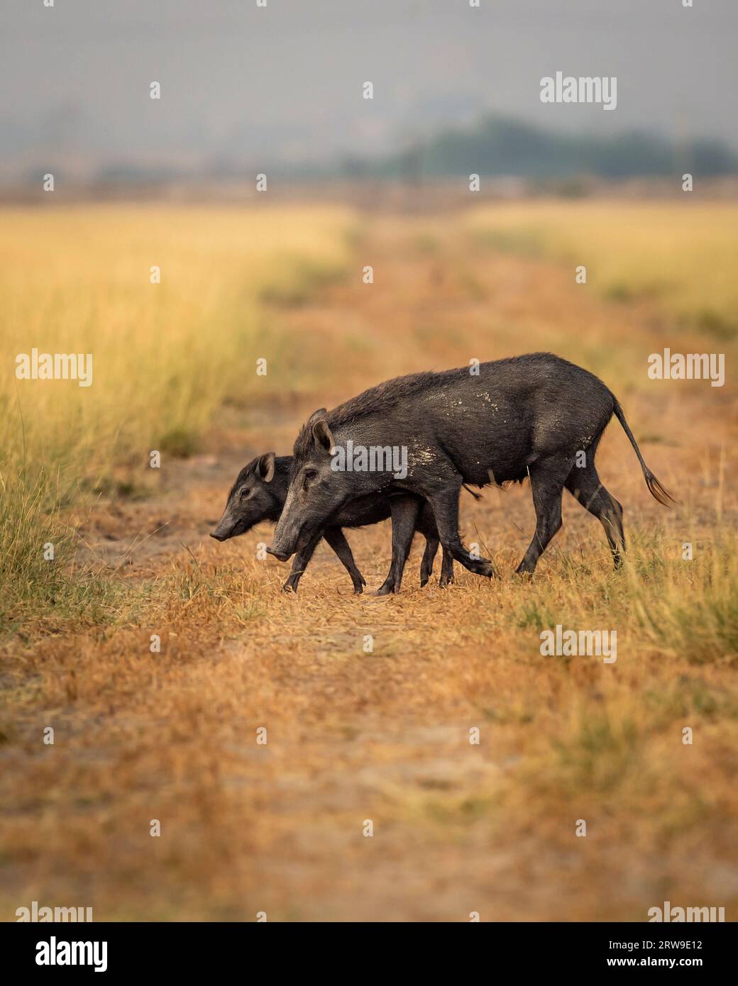 Pig crossing road hi-res stock photography and images - Alamy