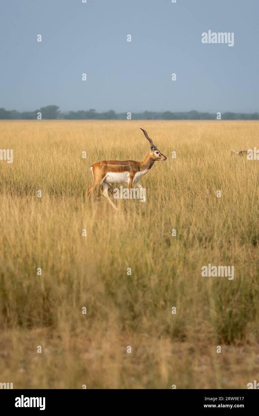 wild male blackbuck or antilope cervicapra or indian antelope side ...