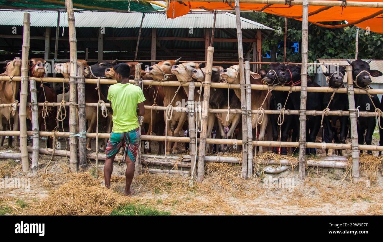 Cow market 4k photo from Ruhitpur, Bangladesh on September 5, 2022 ...