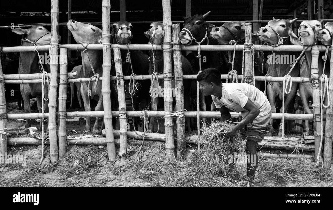 Cow market 4k photo from Ruhitpur, Bangladesh on September 5, 2022 ...